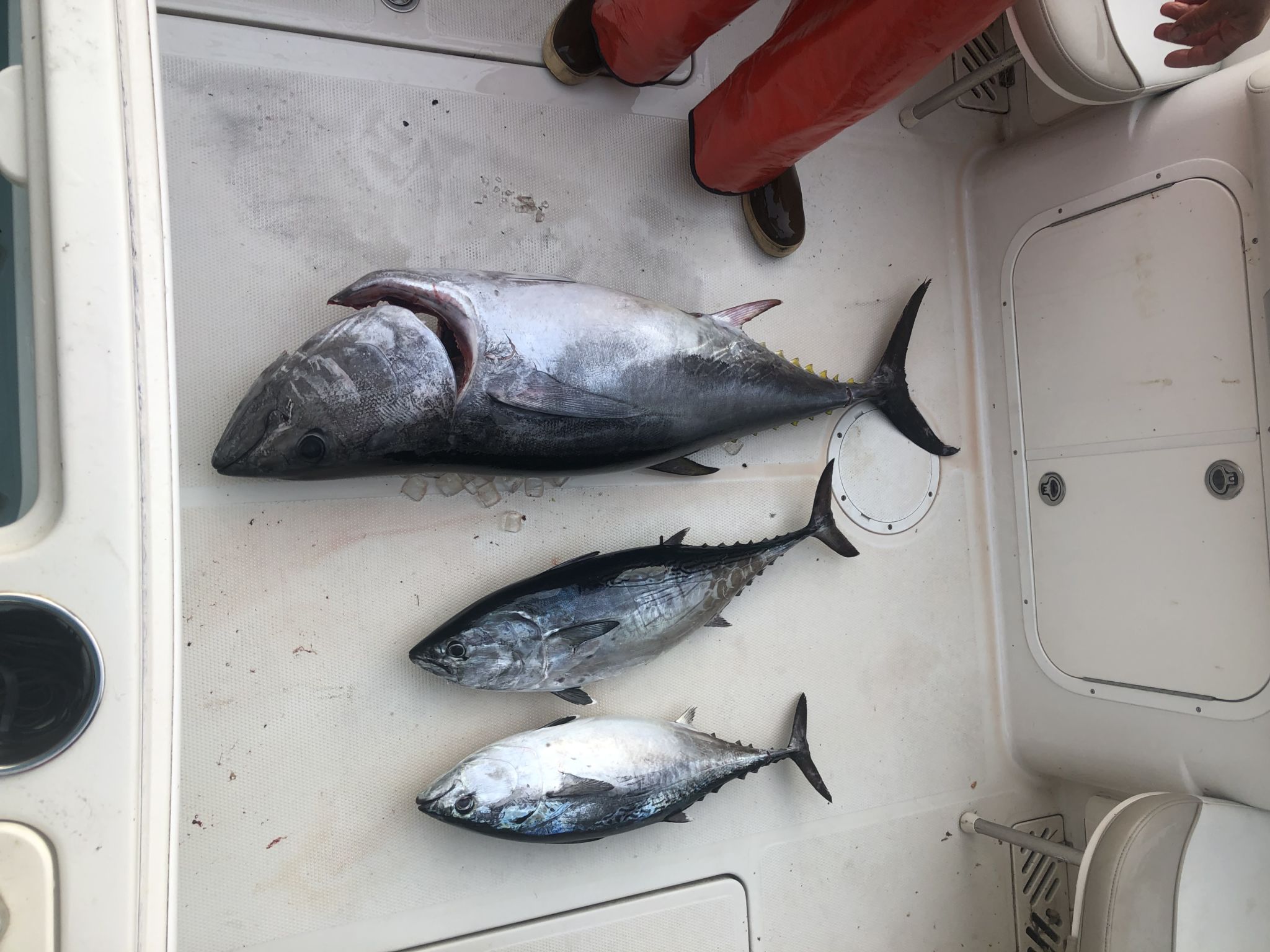 About - Cannonball Fishing Charters